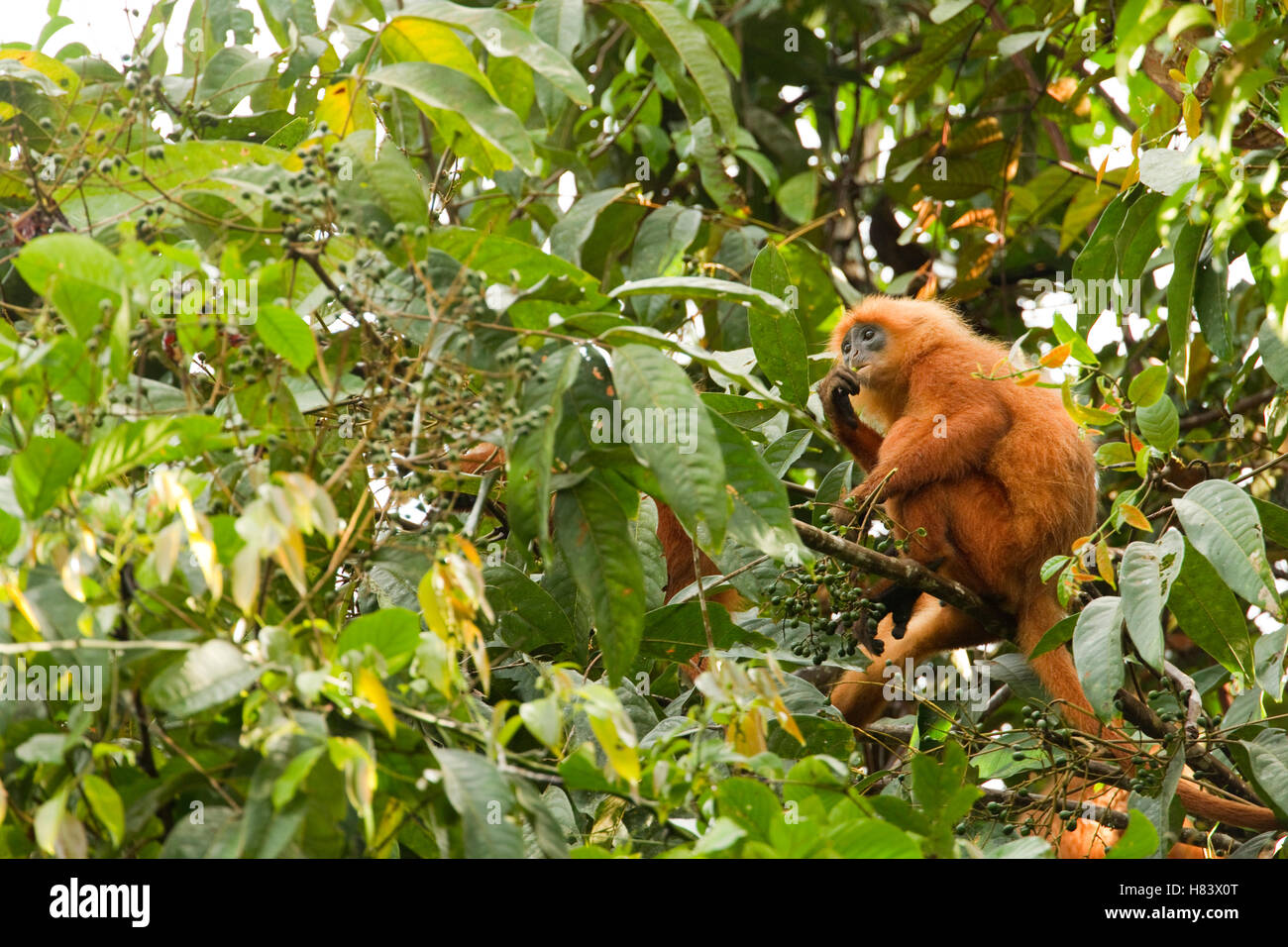 Red Leaf Monkey (Presbytis rubicunda) female feeding on figs, Tawau ...