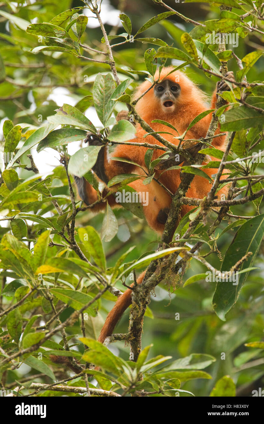 Red Leaf Monkey (Presbytis rubicunda) juvenile male feeding on figs ...