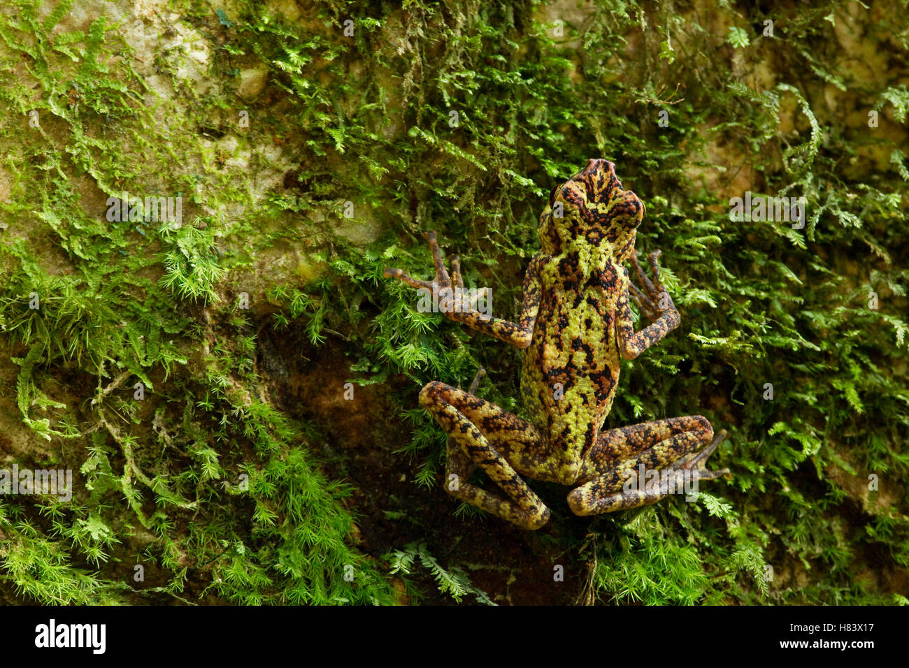 Bornean Rainbow Toad (Ansonia latidisca) male camouflaged on tree trunk ...