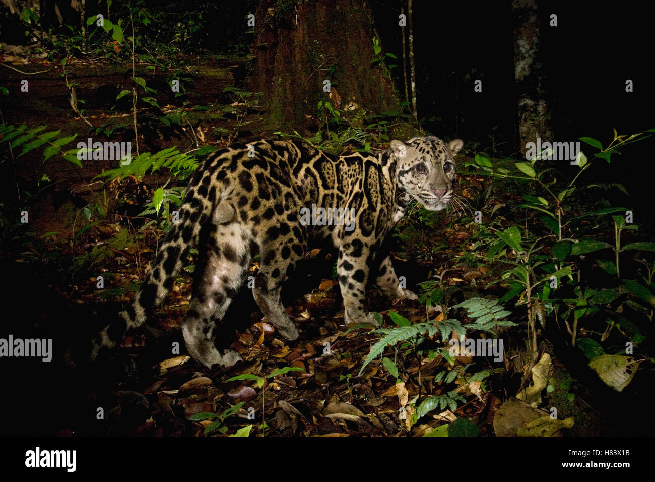 Sunda Clouded Leopard (Neofelis diardi) male in lowland rainforest at ...