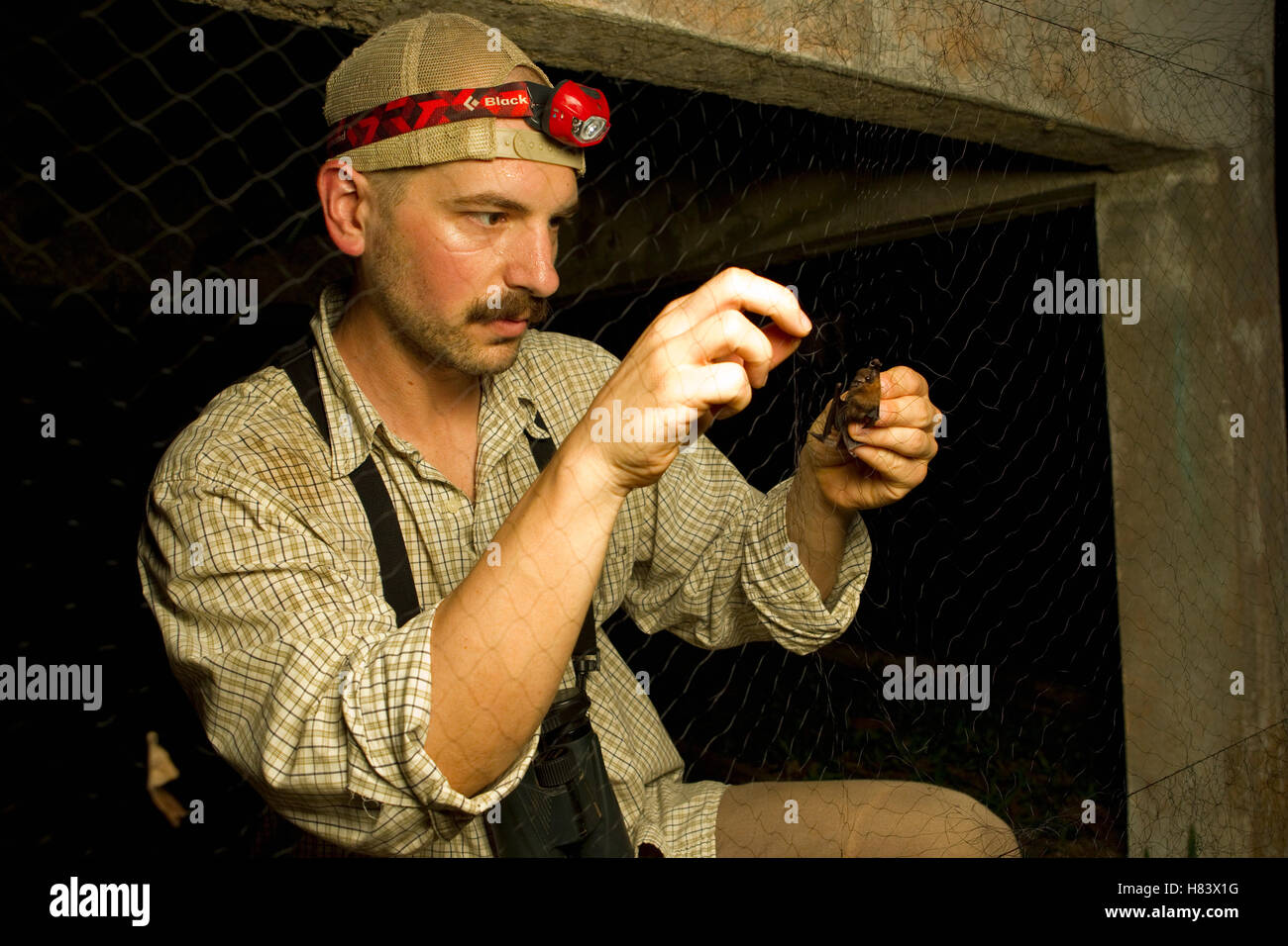 Ridley's Bat (Myotis ridleyi) biologist Tim Salzman retrieving bat from ...