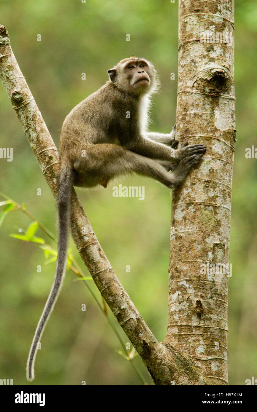 Long-tailed Macaque (Macaca fascicularis) male in tree, Tawau Hills ...