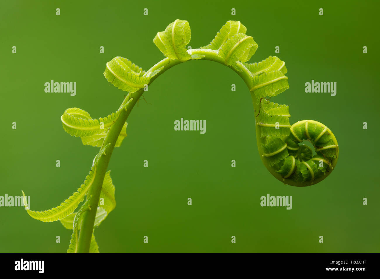 Fern frond unfurling in lowland rainforest, Tawau Hills Park, Sabah ...