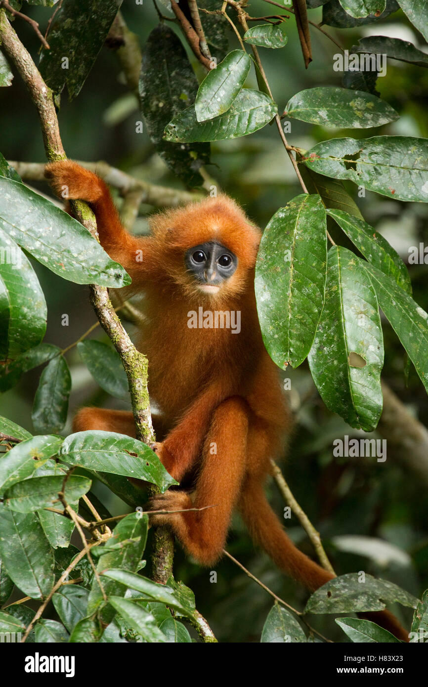 Red Leaf Monkey (Presbytis rubicunda) juvenile in tree, Danum Valley ...