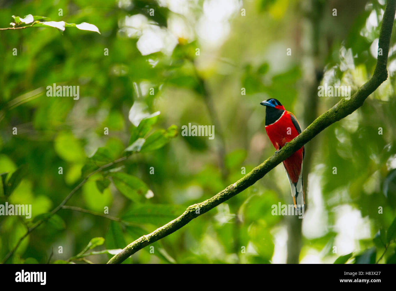 Red-naped Trogon (Harpactes kasumba) male, Danum Valley Conservation ...