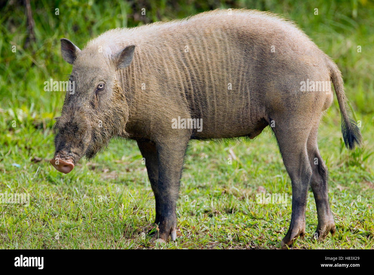 Bearded Pig (Sus barbatus) sub-adult male, Danum Valley Conservation ...