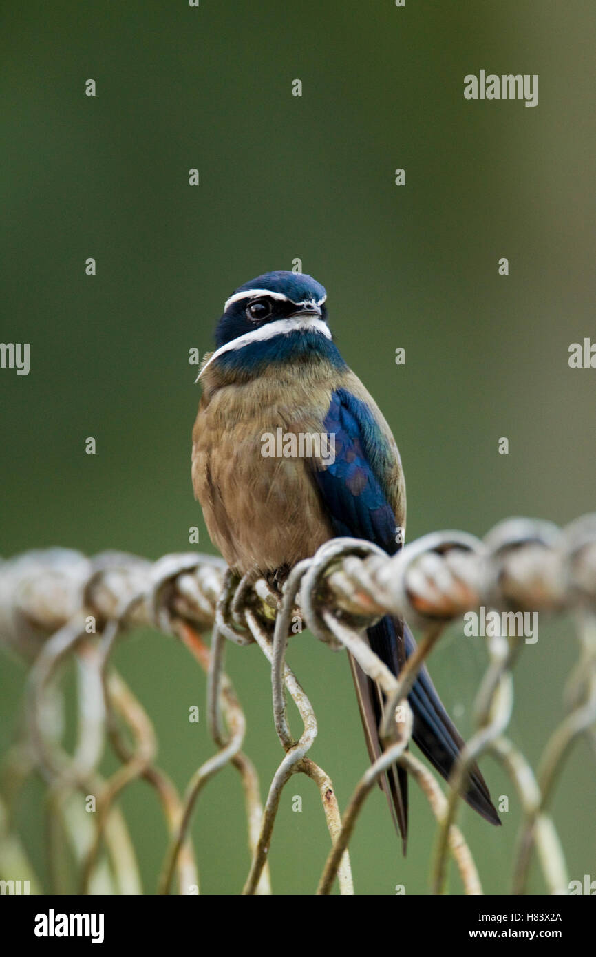 Whiskered Treeswift (Hemiprocne comata) female on fence, Danum Valley ...