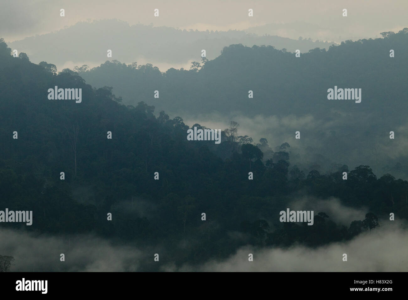 Lowland rainforest, Danum Valley Conservation Area, Sabah, Borneo ...
