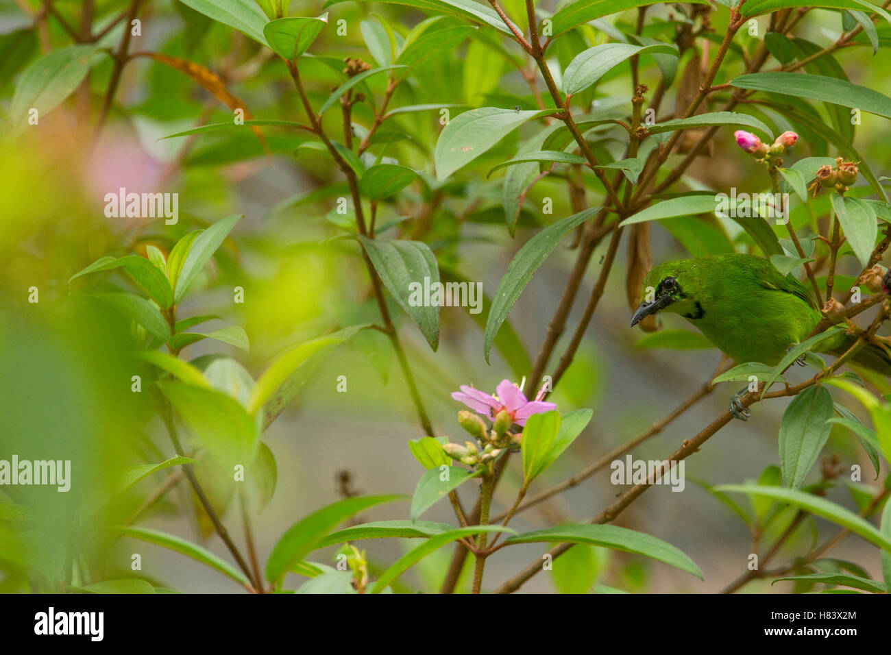 Lesser Green Leafbird (Chloropsis cyanopogon) sub-adult male ...