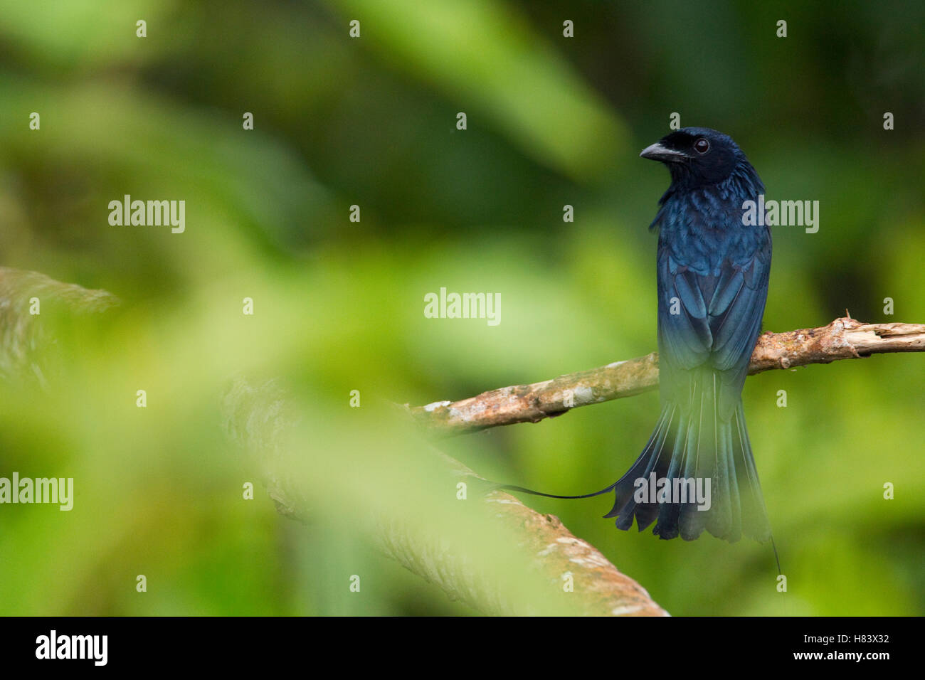 Greater Racket-tailed Drongo (Dicrurus paradiseus), Sepilok Forest ...