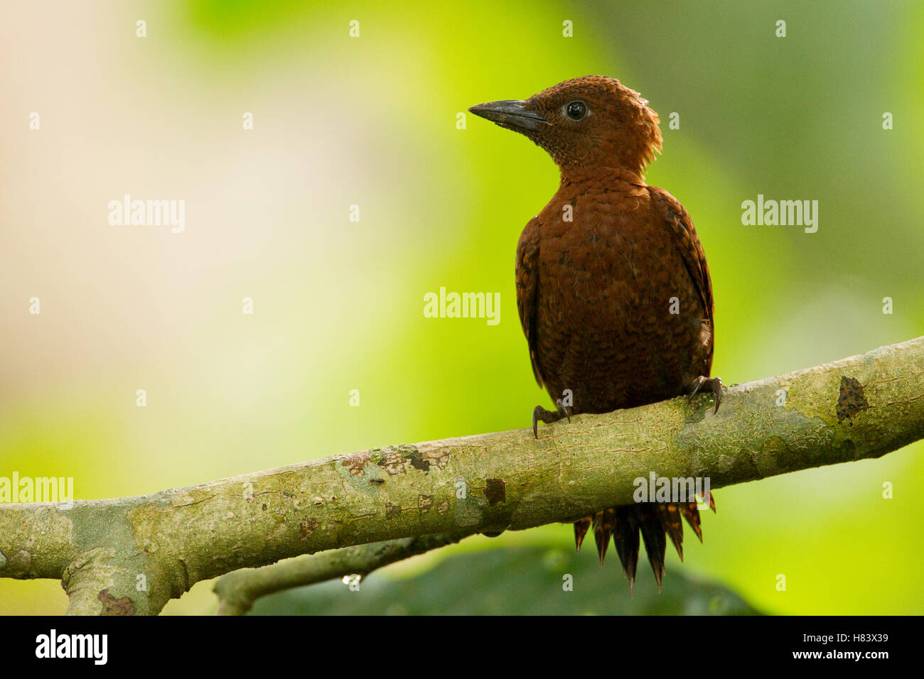 Rufous Woodpecker (Celeus brachyurus) female, Sepilok Forest Reserve ...