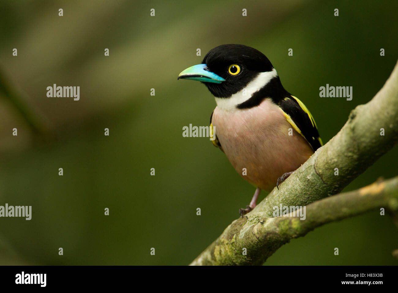 Black-and-yellow Broadbill (Eurylaimus ochromalus) female, Sepilok ...