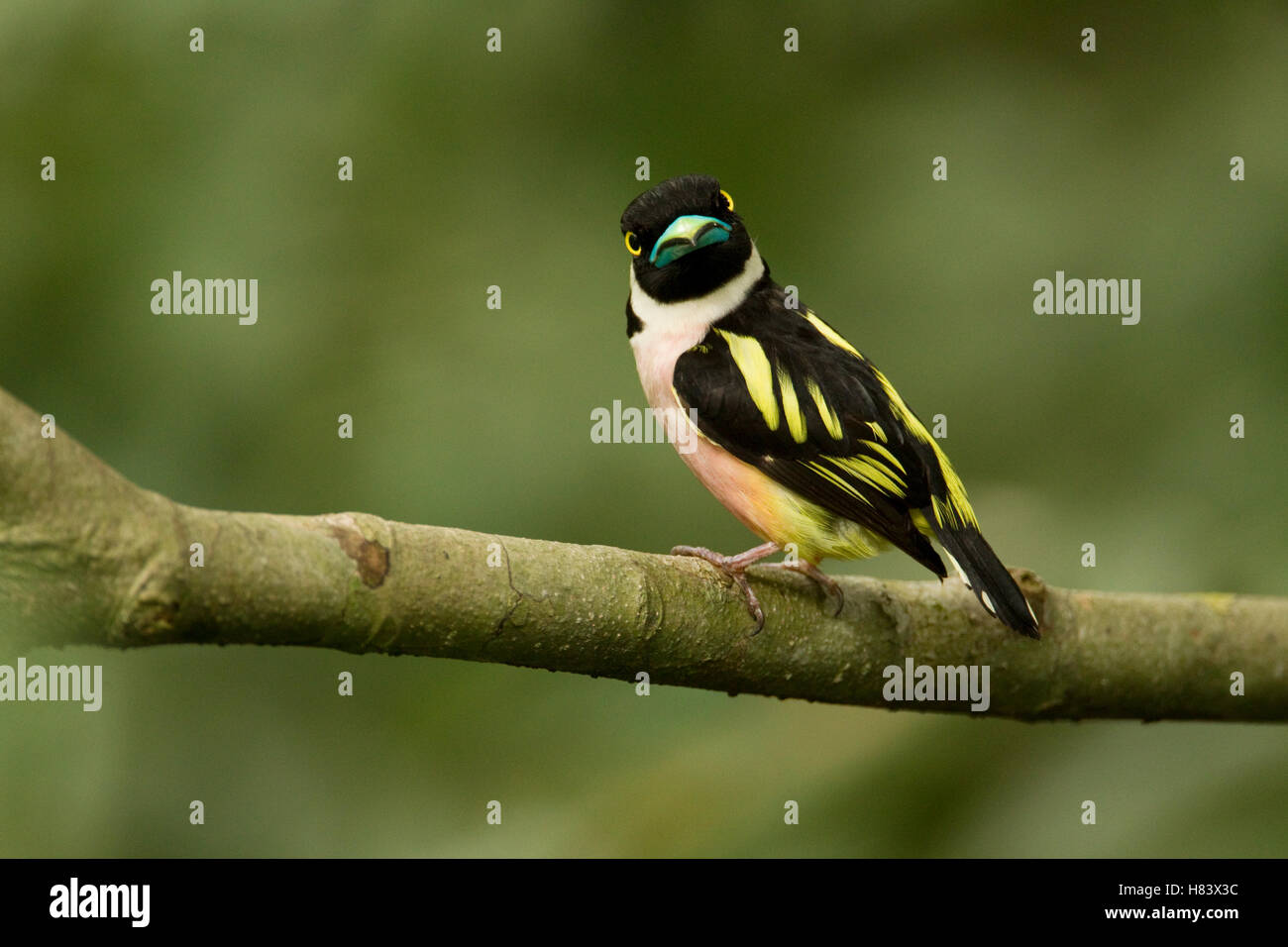 Black-and-yellow Broadbill (Eurylaimus ochromalus) female, Sepilok ...