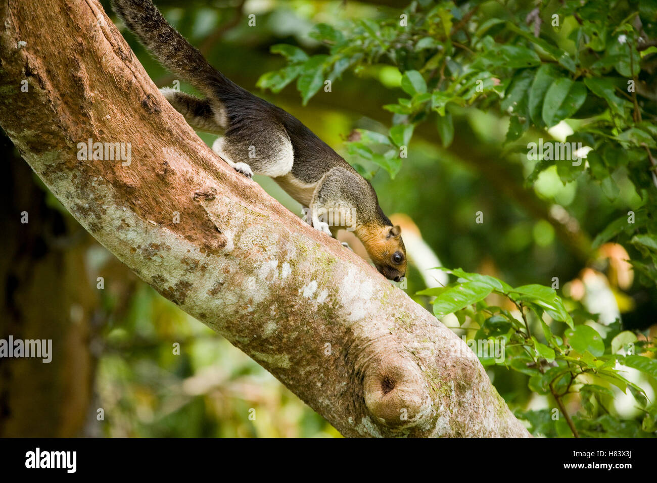 Cream-colored Giant Squirrel (Ratufa affinis) male climbing down tree ...