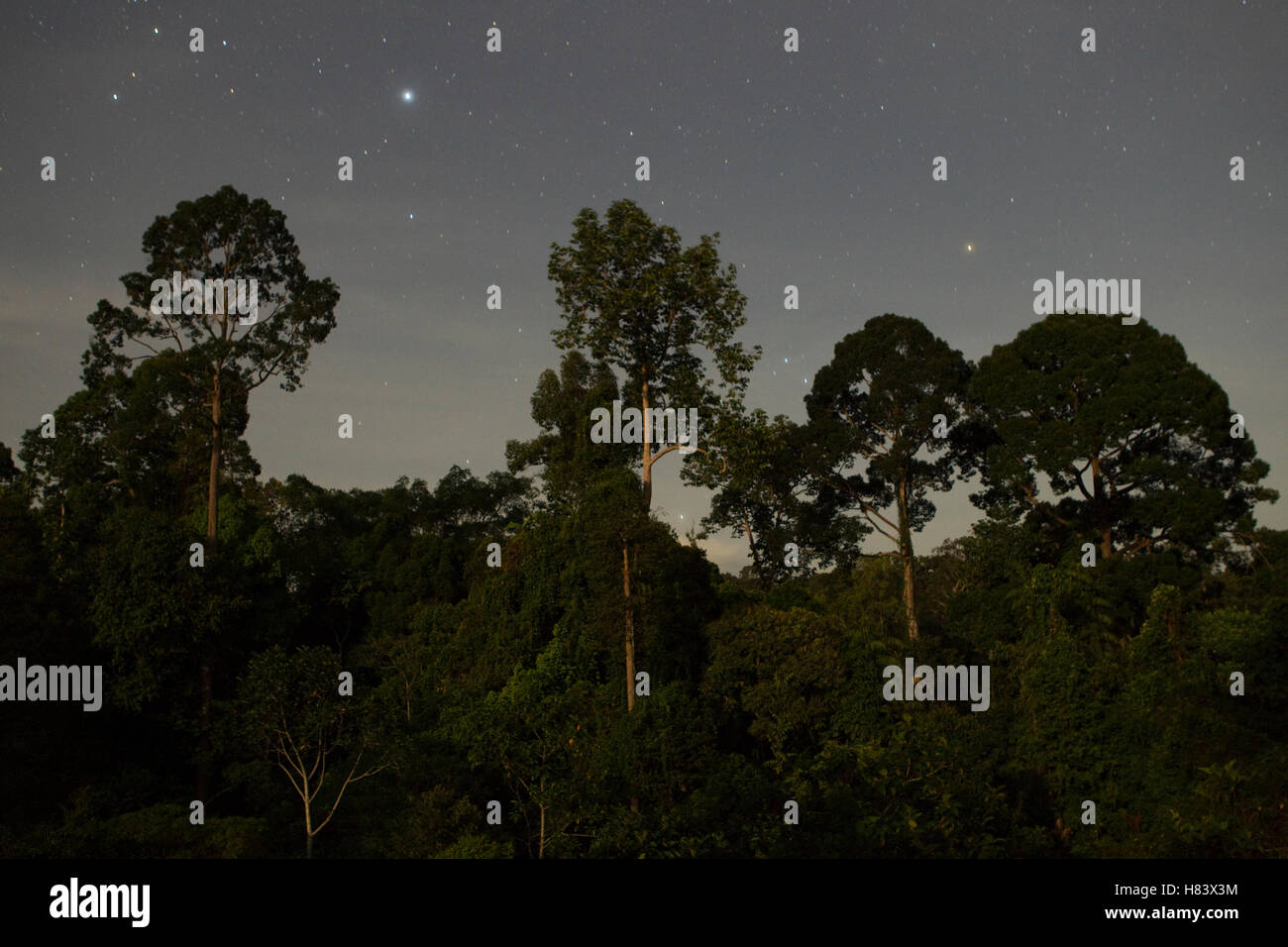 Lowland rainforest canopy at night, Danum Valley Conservation Area ...