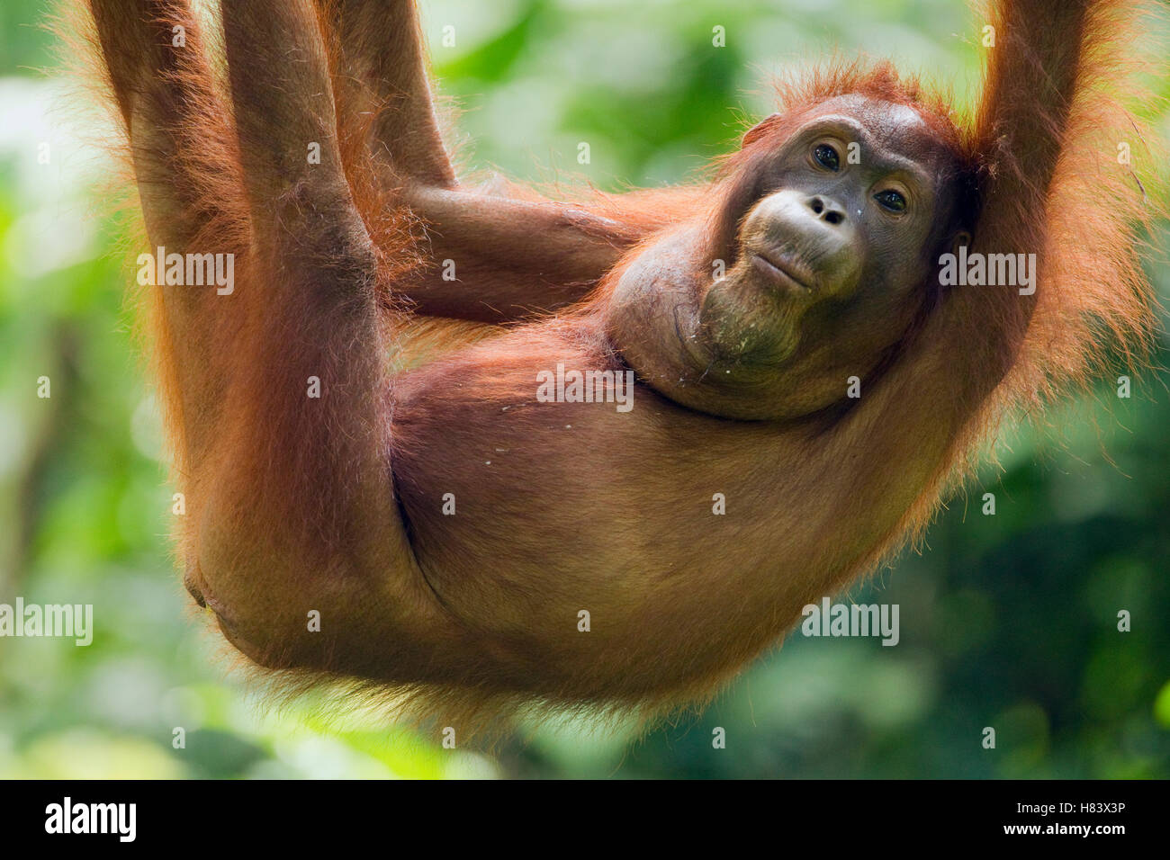 Orangutan (Pongo pygmaeus) juvenile hanging, Sepilok Forest Reserve ...