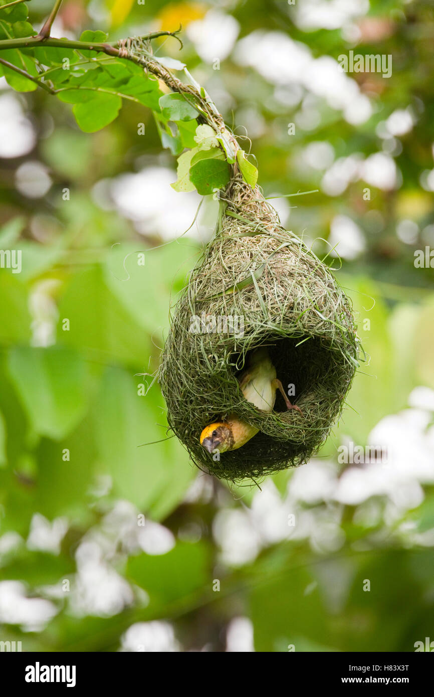 Baya Weaver (Ploceus philippinus) male weaving nest, Sepilok, Sabah, Borneo, Malaysia Stock ...