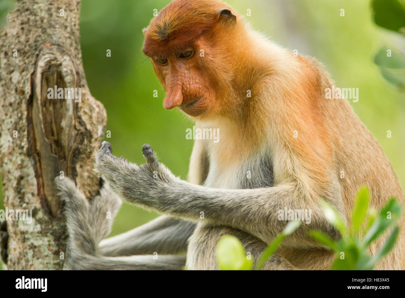 Proboscis Monkey (Nasalis larvatus) female looking at hand, Sabah ...