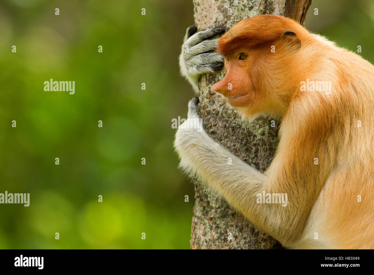 Proboscis Monkey (Nasalis larvatus) female in tree, Sabah, Borneo ...