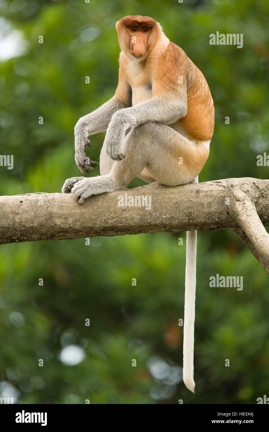 Proboscis Monkey (Nasalis larvatus) dominant male, Sabah, Borneo ...