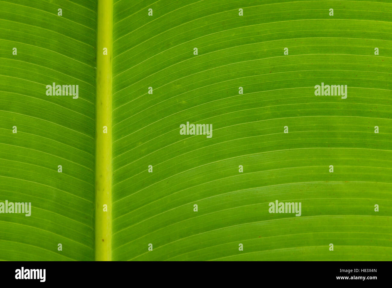 Banana (Musa sp) leaf, Sabah, Borneo, Malaysia Stock Photo - Alamy