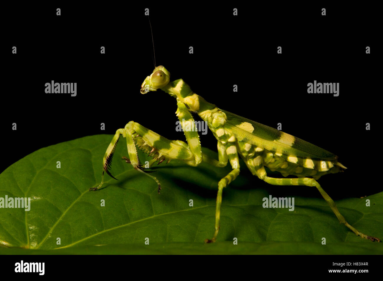 Banded Flower Mantis (Theopropus elegans) female, Sabah, Borneo ...