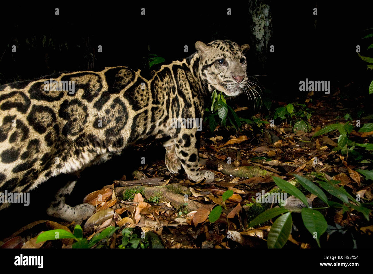 Sunda Clouded Leopard (Neofelis diardi) male in lowland rainforest at ...