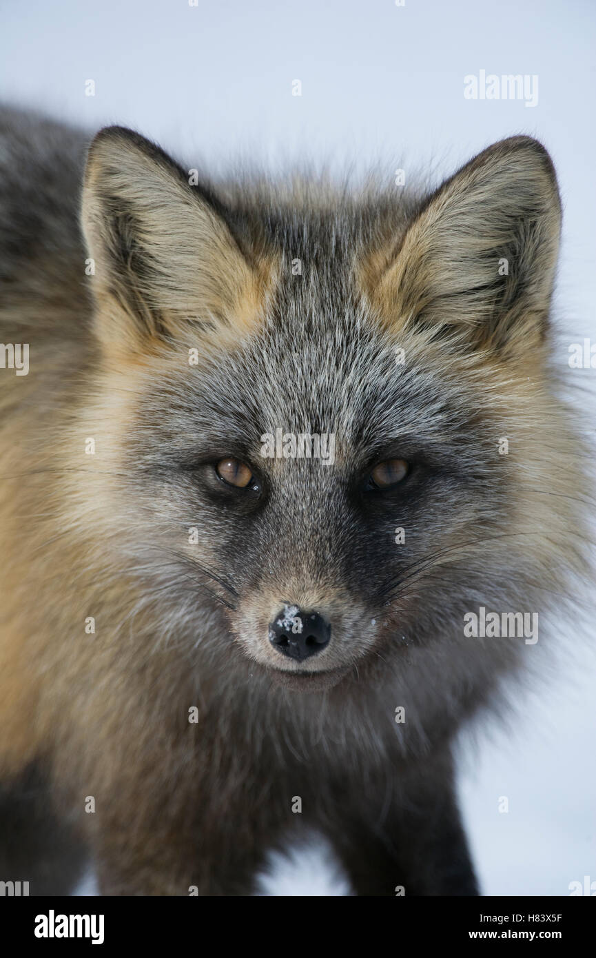 Red Fox (Vulpes vulpes) cross fox, Alaska Stock Photo - Alamy
