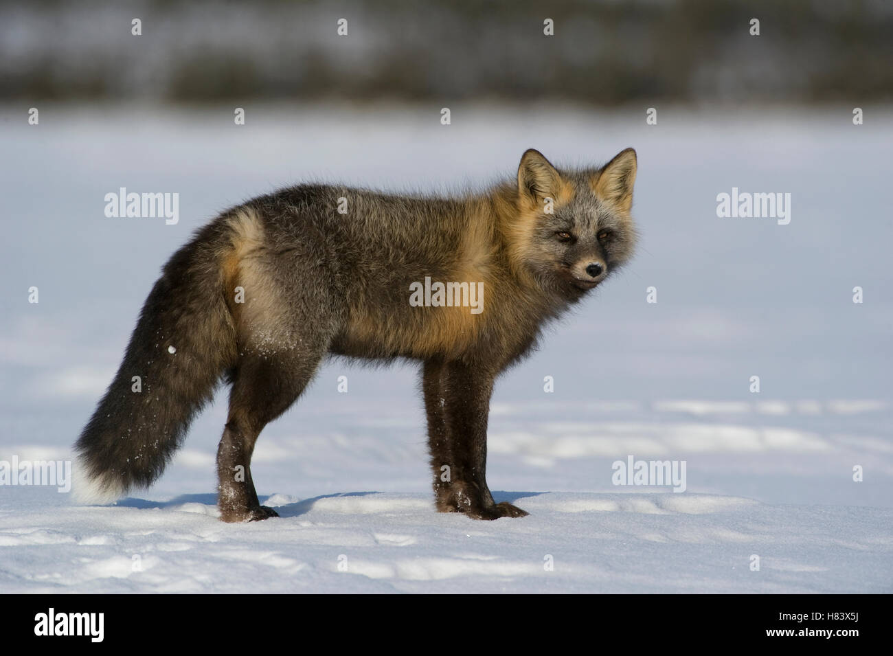 Red Fox (Vulpes vulpes) cross fox, Alaska Stock Photo - Alamy