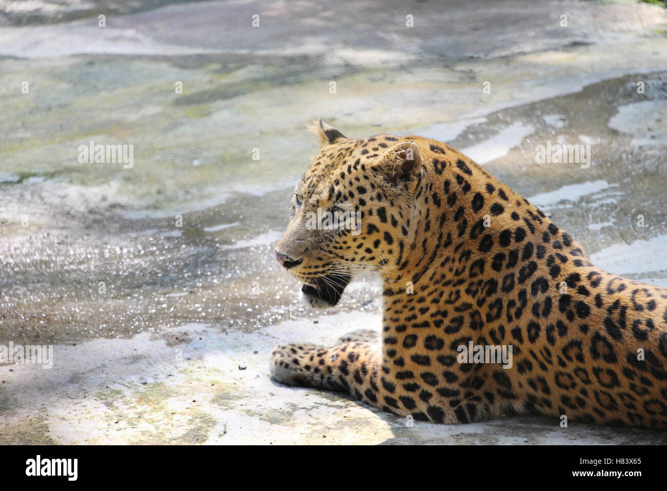 Portrait of a Panther. Close-up of face and torso of beautiful spotted ...