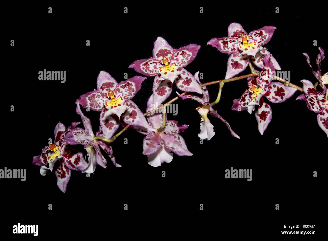 Wilsonara Tigersette Wild Court AM/AOS. Orchid flower show. By the ...