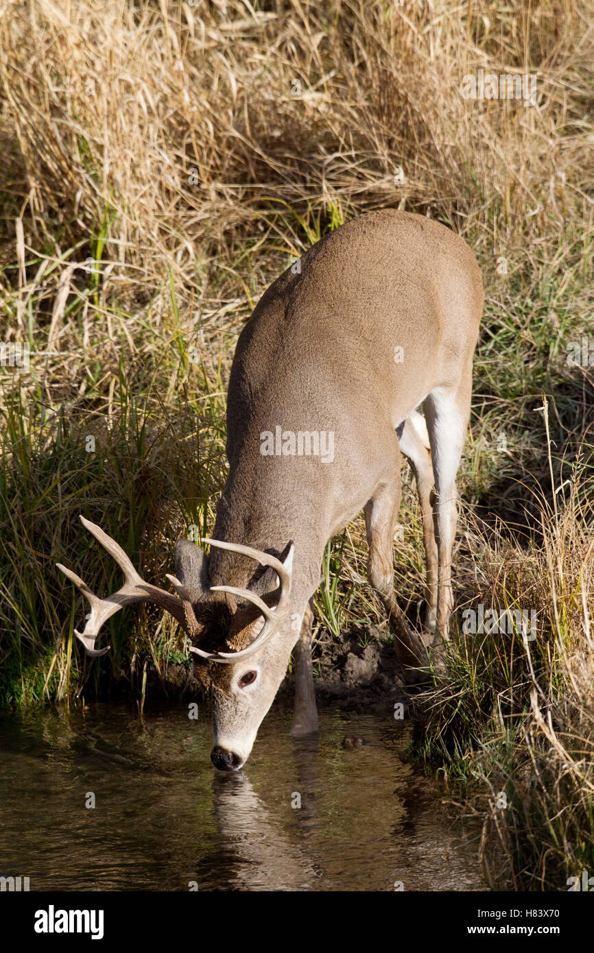White-tailed Deer (Odocoileus virginianus) buck drinking, northern ...