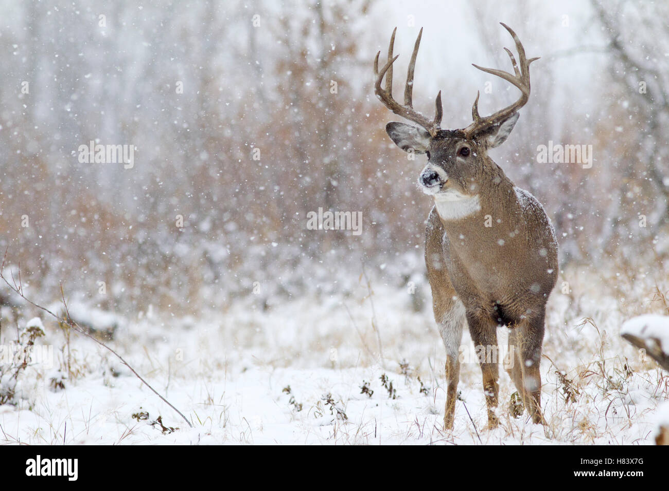 White-tailed Deer (Odocoileus virginianus) buck in winter, northern ...