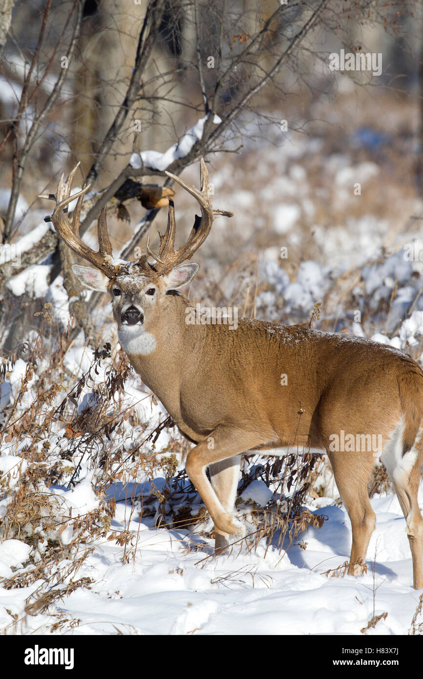 White-tailed Deer (Odocoileus virginianus) buck in winter, northern ...