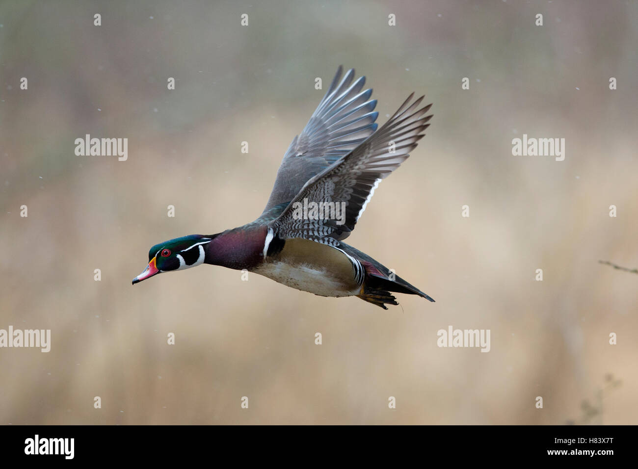 Wood Duck (Aix sponsa) drake flying, western Montana Stock Photo - Alamy