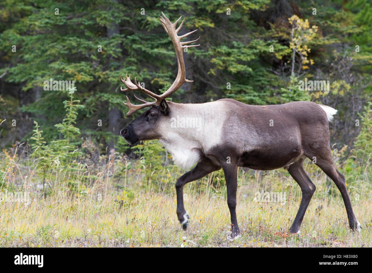 Woodland Caribou (Rangifer tarandus caribou) bull, northern British ...