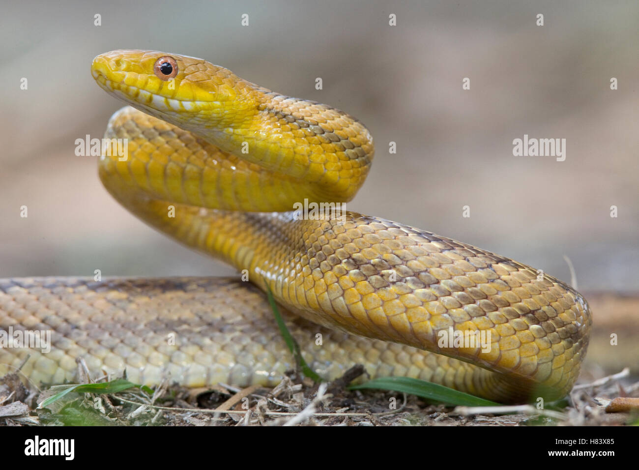 Yellow Rat Snake (Elaphe obsoleta quadrivittata) in defensive posture ...