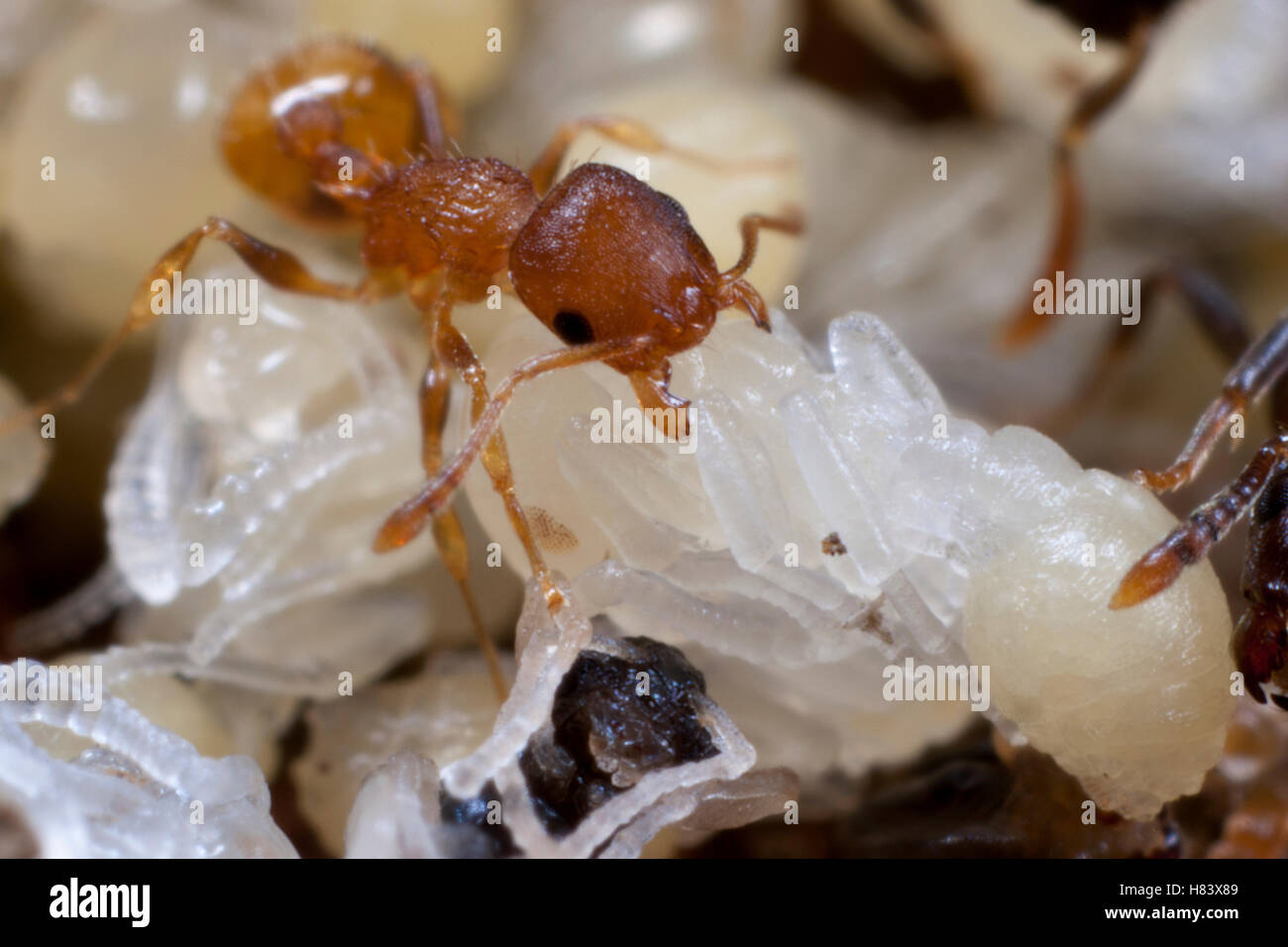 Ant (Temnothorax sp) tending the pupa from a colony of Slave-maker Ants ...