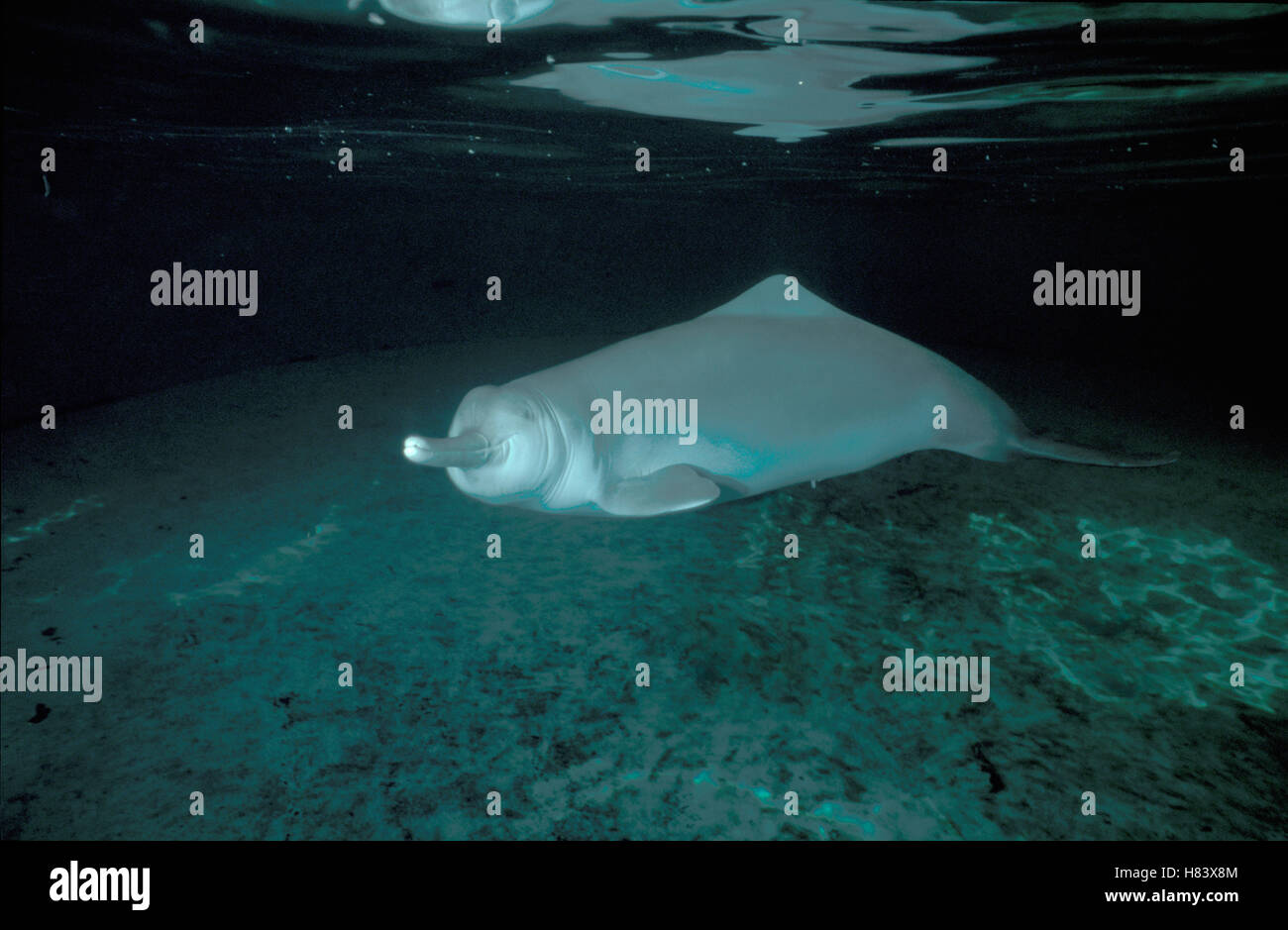 Yangtze River Dolphin (Lipotes vexillifer), Qi Qi is the only captive ...