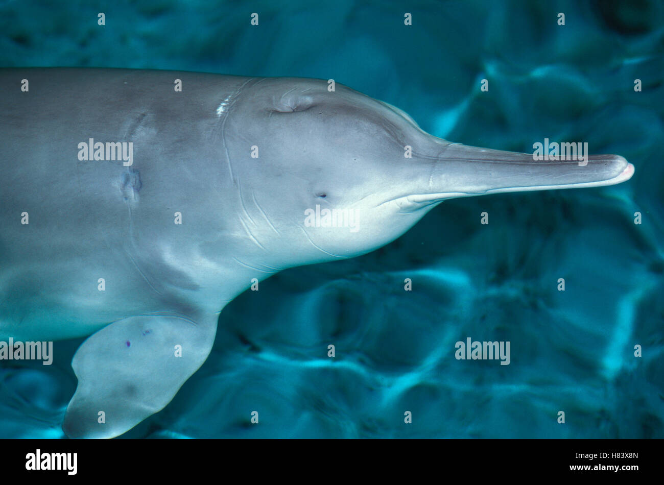Yangtze River Dolphin (Lipotes vexillifer), Qi Qi is the only captive ...