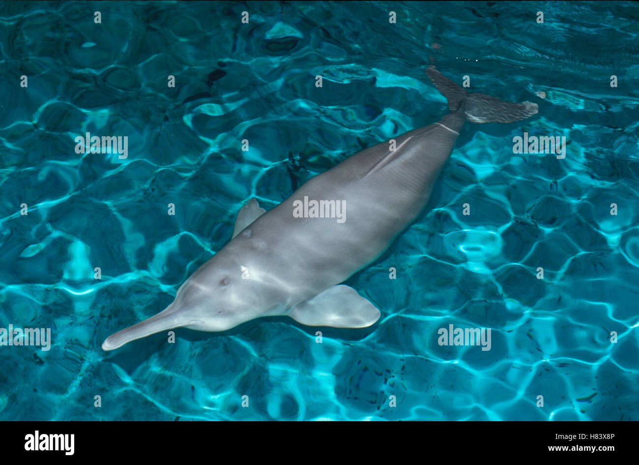 Yangtze River Dolphin (Lipotes vexillifer), Qi Qi is the only captive ...