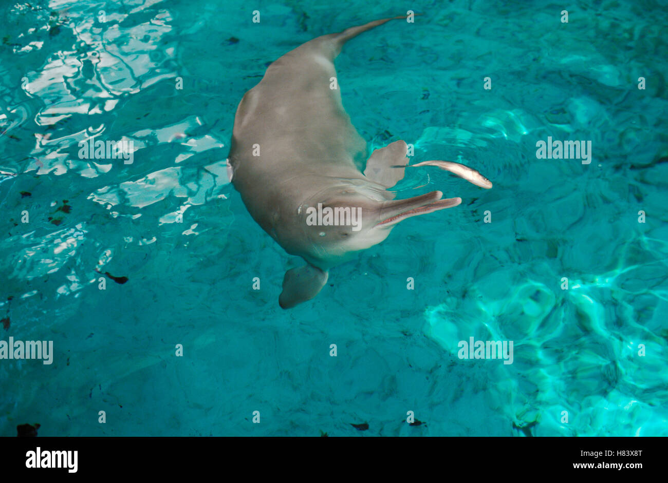 Yangtze River Dolphin (Lipotes vexillifer) only captive specimen named ...
