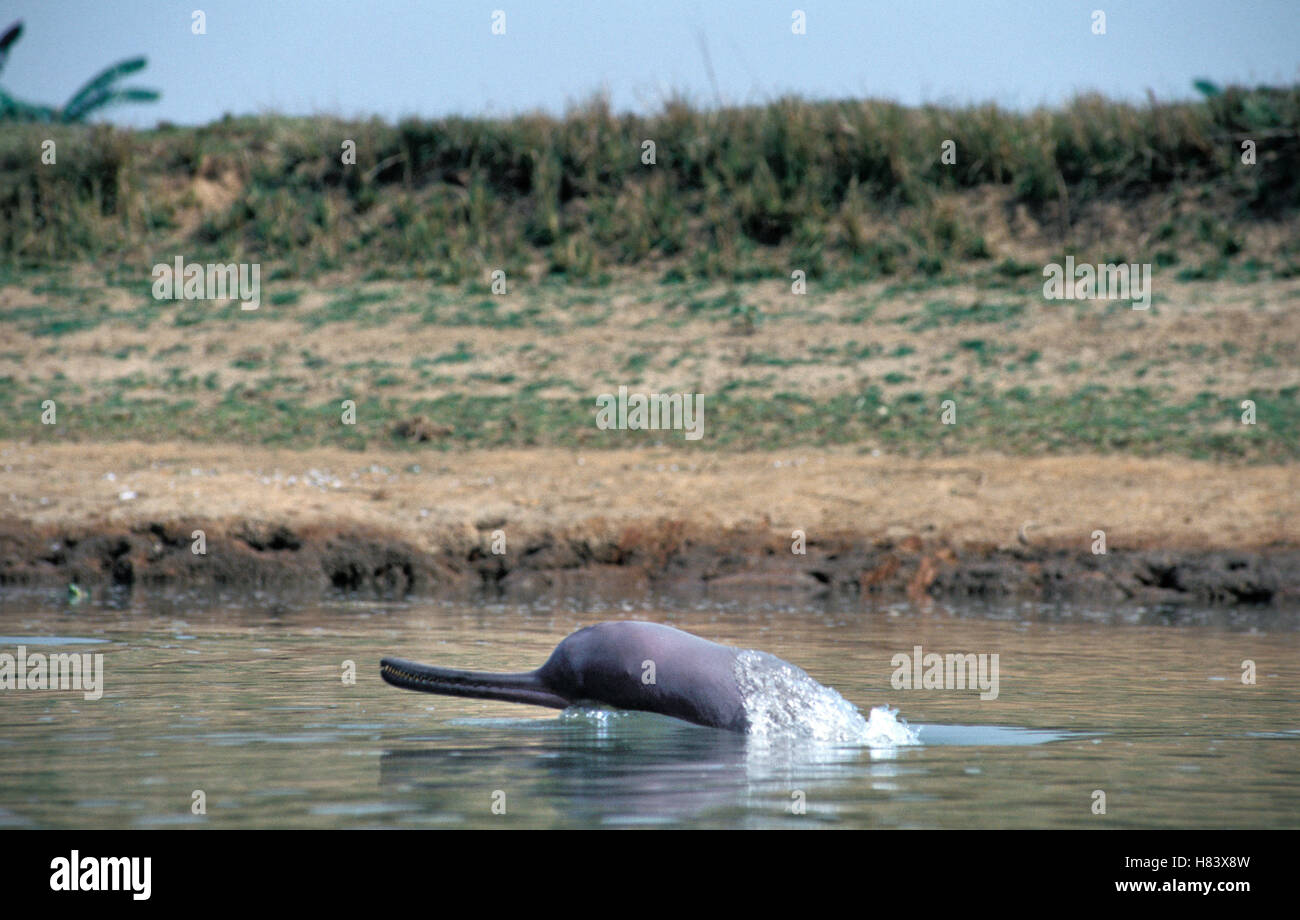 Ganges River Dolphin (Platanista gangetica) surfacing, China Stock ...