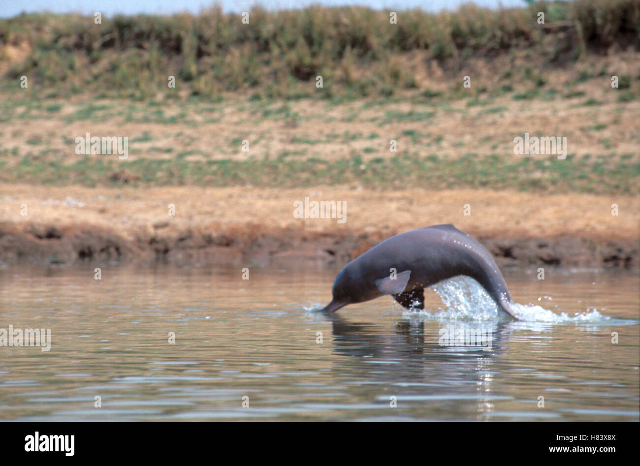 Ganges River Dolphin (Platanista gangetica) jumping, India Stock Photo ...