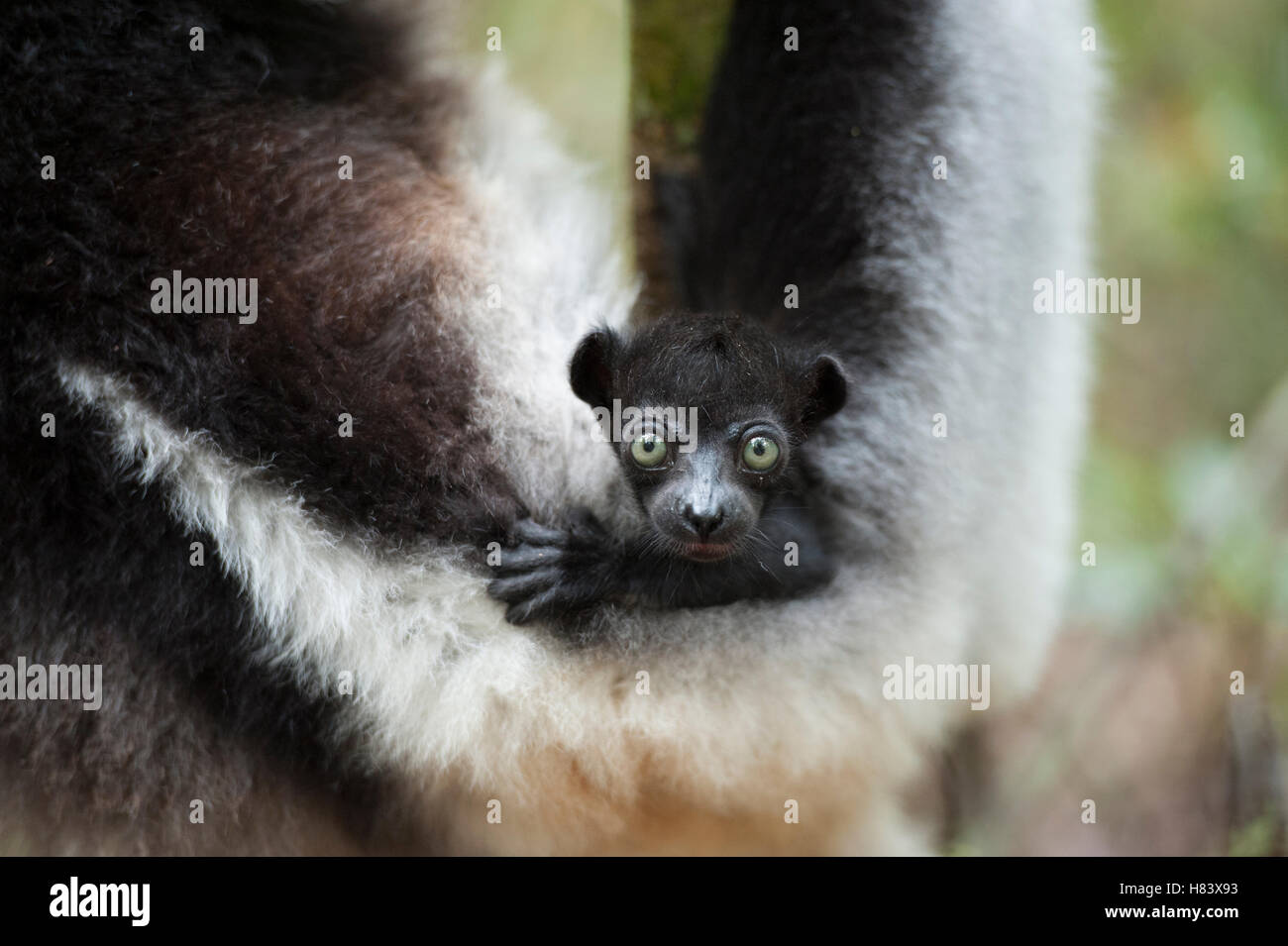 Indri (Indri indri) female and baby, Madagascar Stock Photo - Alamy