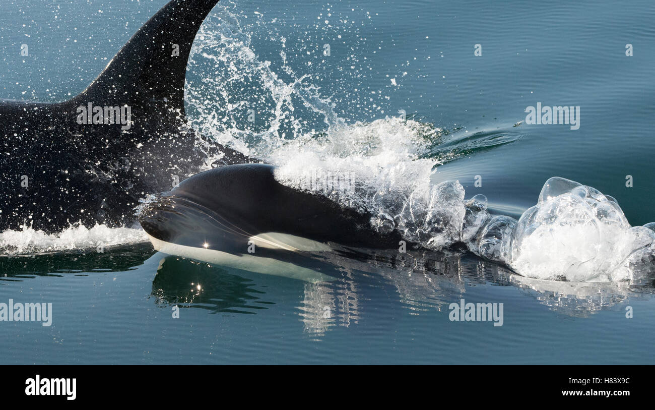 Orca (Orcinus orca) pair surfacing, Brothers Island, Alaska Stock Photo ...
