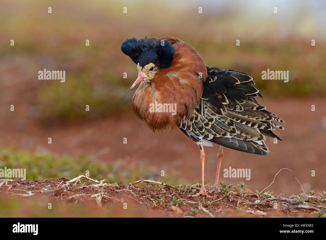 Ruff (Philomachus pugnax) male displaying at lek, Varanger Peninsula ...