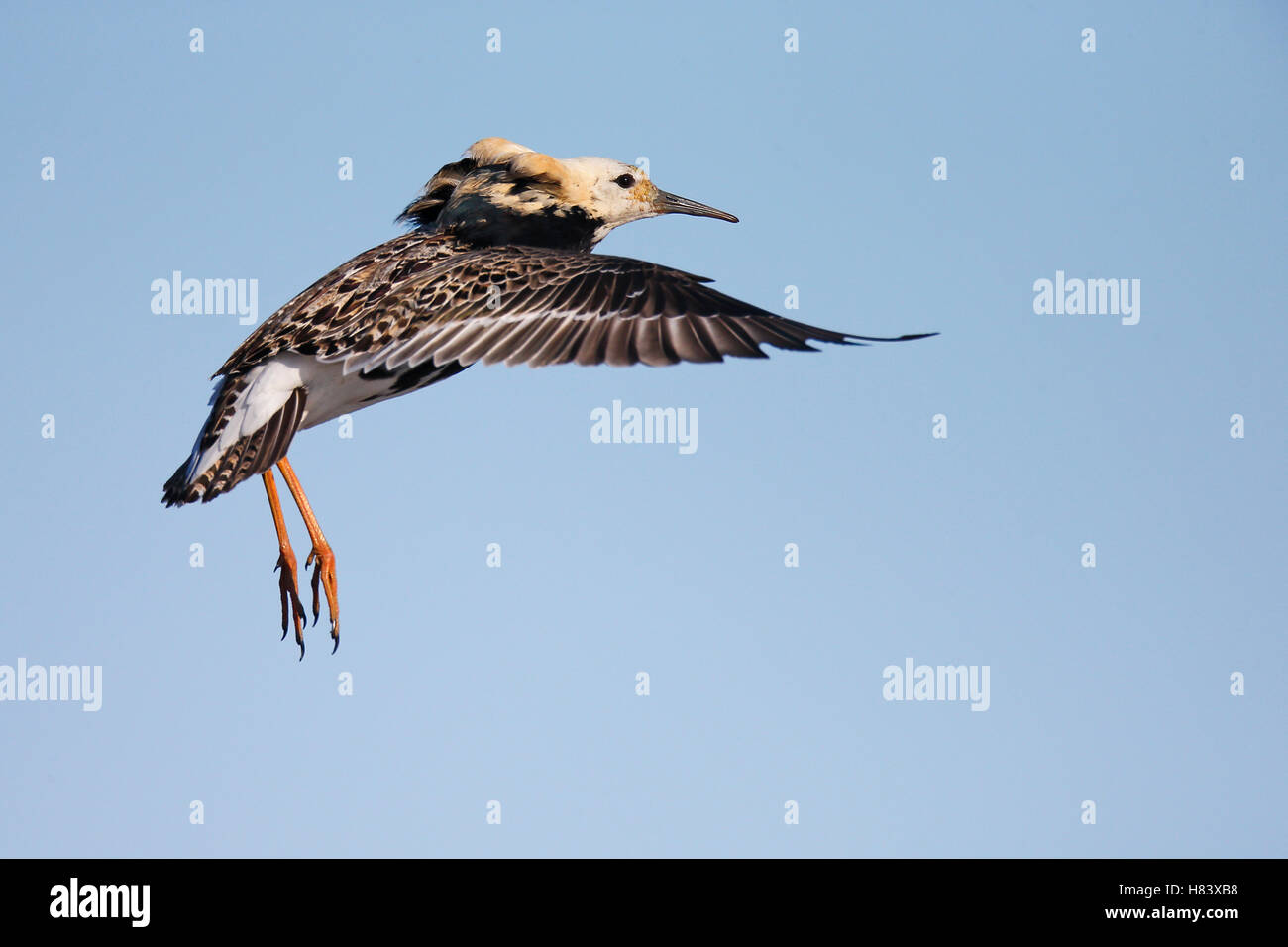 Ruff (Philomachus pugnax) male in flight, Norway Stock Photo - Alamy