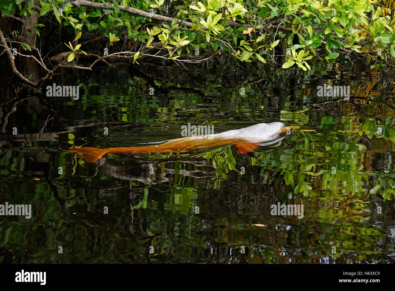 Amazon River Dolphin (Inia geoffrensis) swimming in flooded forest, Rio ...