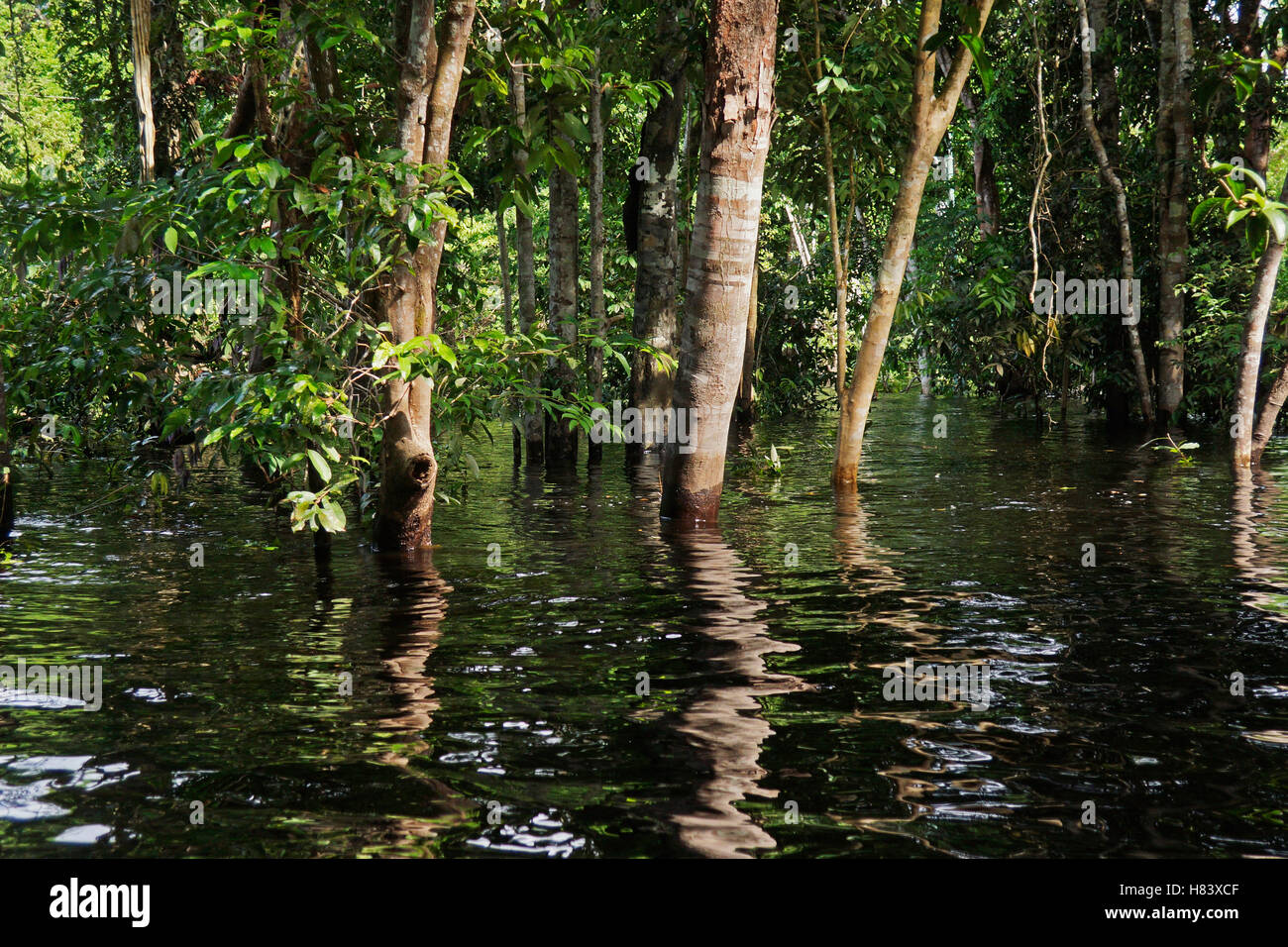 Flooded forest along Amazon River, Rio Negro, Brazil Stock Photo - Alamy